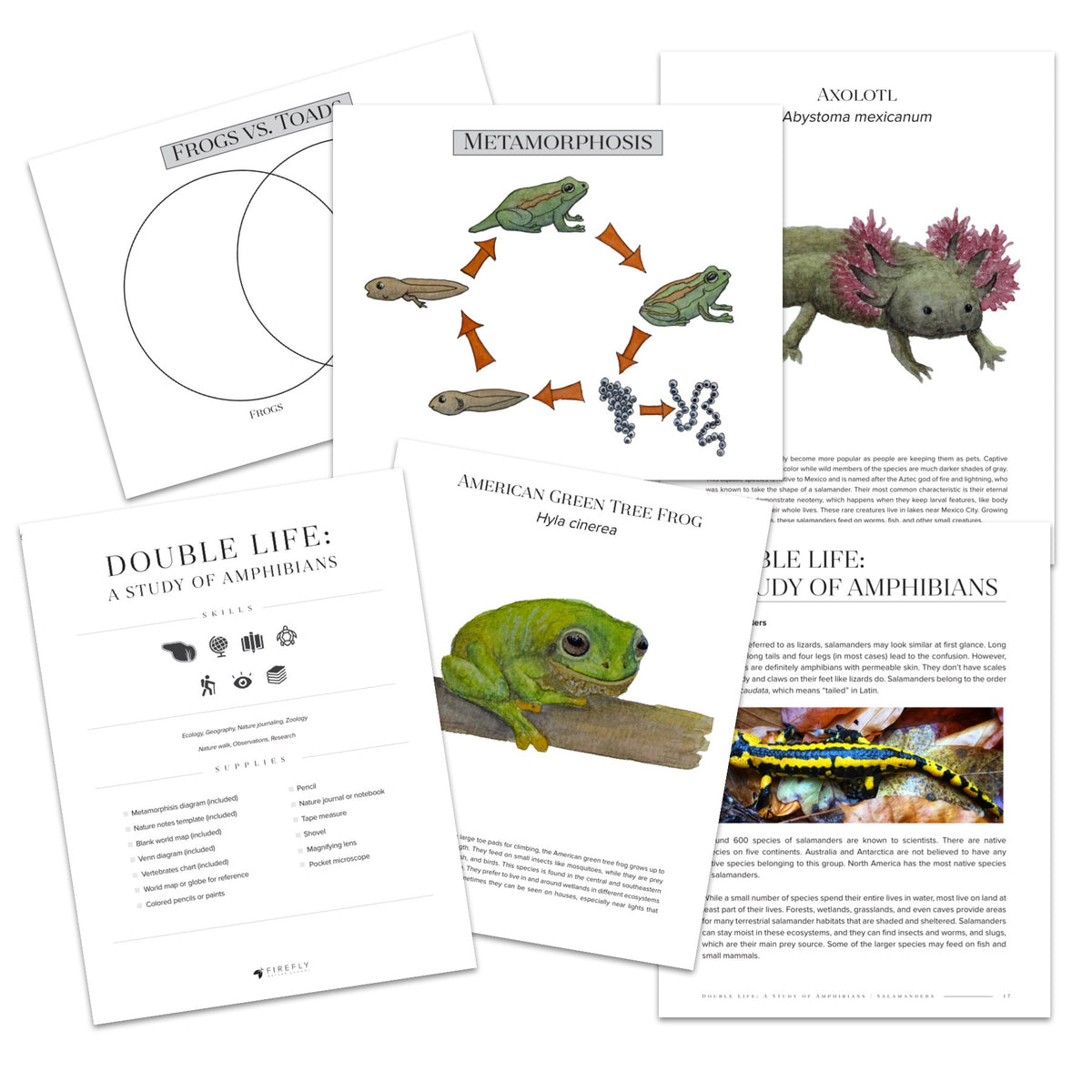 Double Life: A Study of Amphibians – Firefly Nature School