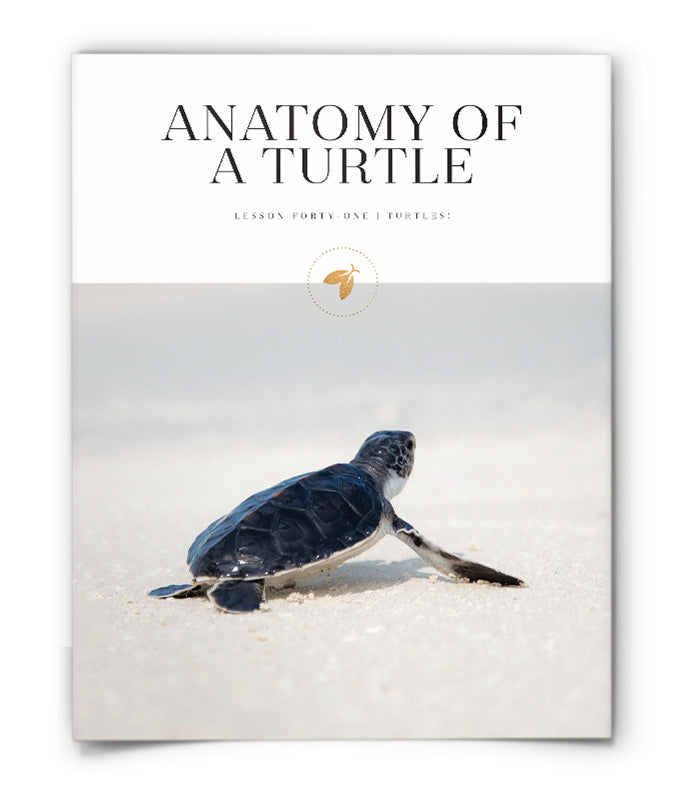 The Anatomy Of Sea Turtles