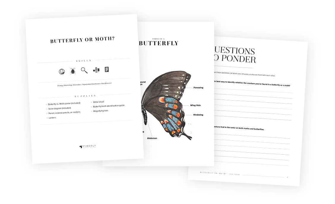 The Anatomy Of A Butterfly All About Butterflies And Moths
