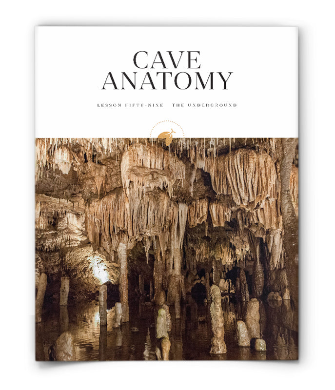 Firefly Nature School - Cave Anatomy
