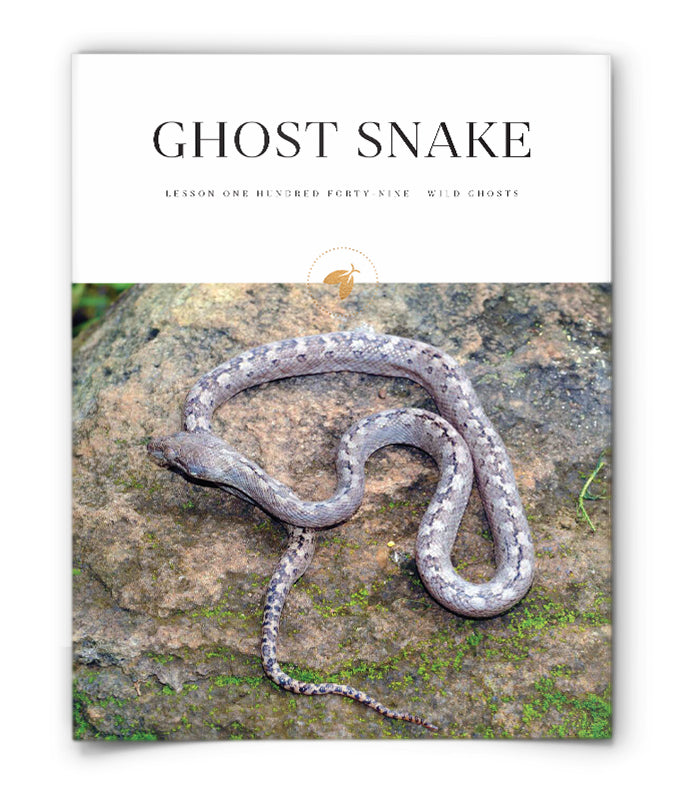 Ghost Snake