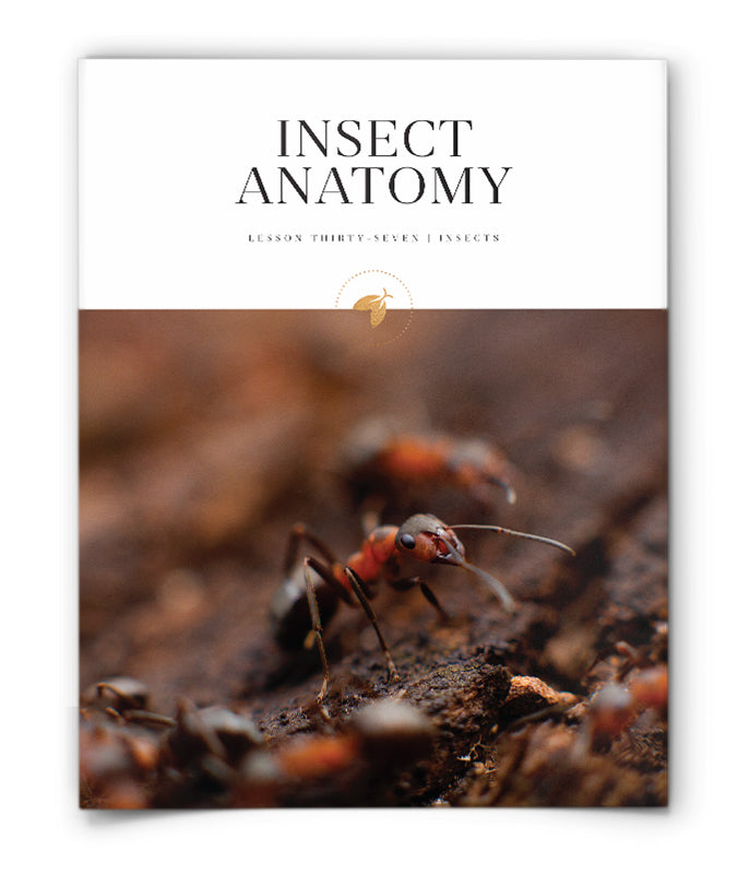 Firefly Nature School - Insect Anatomy