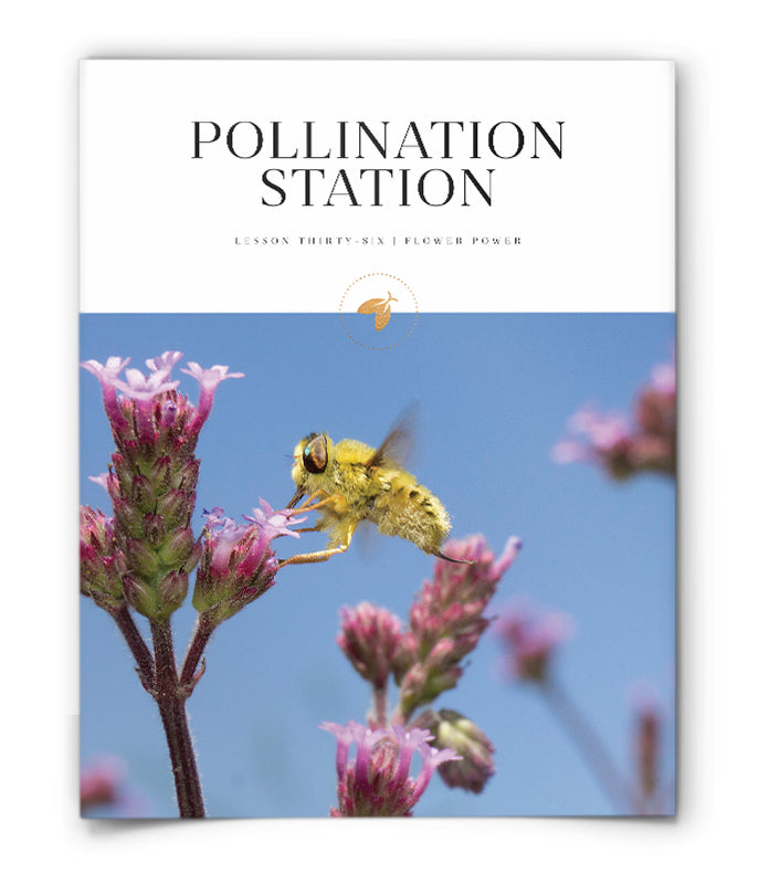 Firefly Nature School - Pollination Station