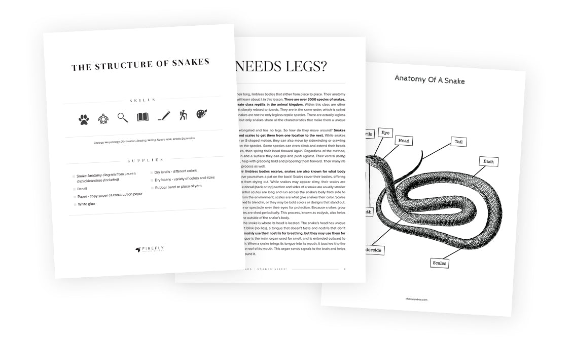 Firefly Nature School - The Structure of Snakes