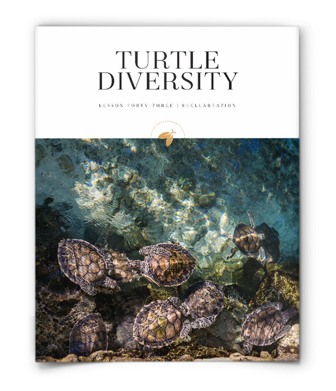 Firefly Nature School - Turtle Diversity