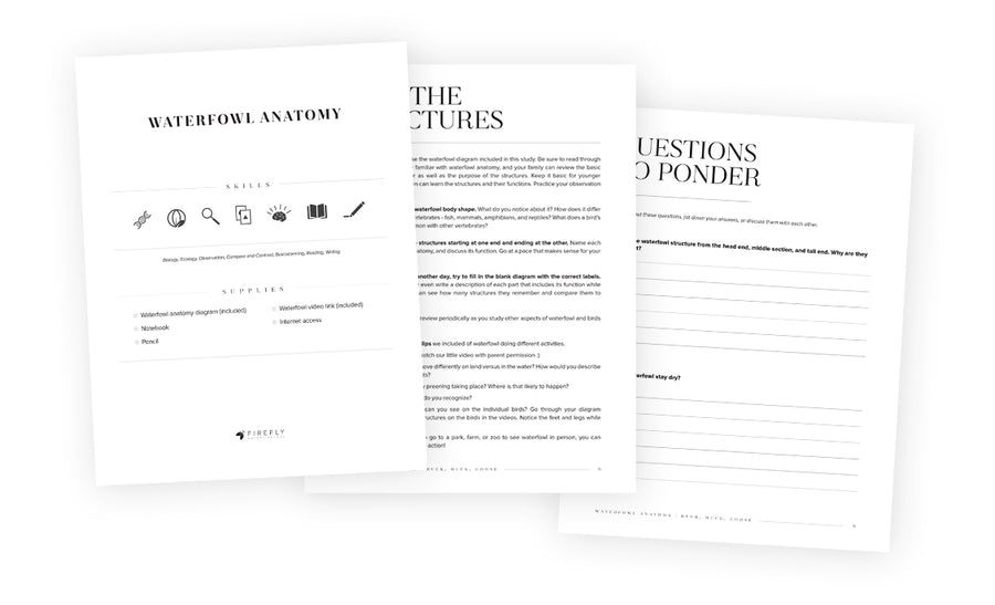 Firefly Nature School - Waterfowl Anatomy